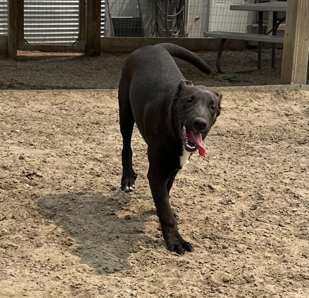 Adopt a Rescue – K9 Country Lodge